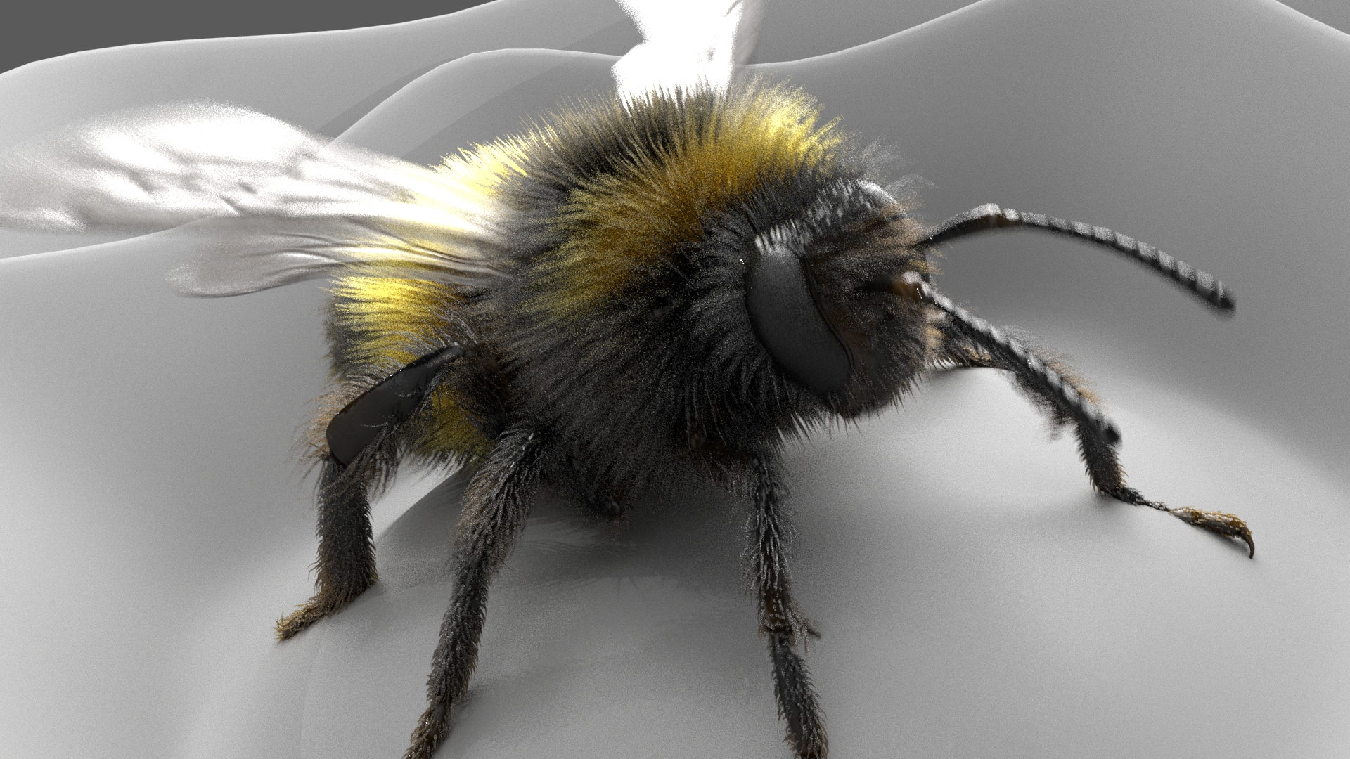 3D Bumblebee White-tailed Animated Model - TurboSquid 1987510