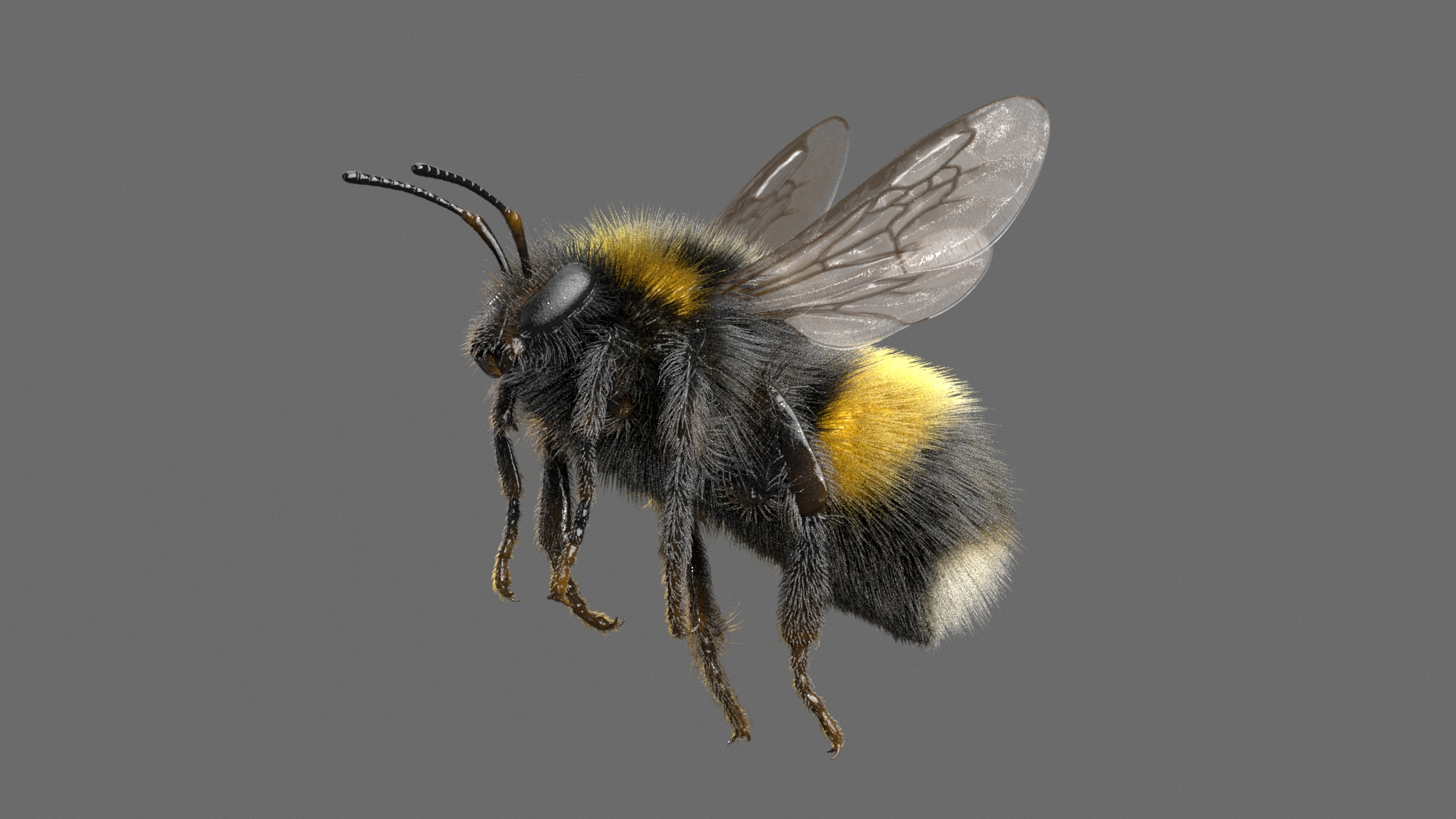 3D Bumblebee White-tailed Animated Model - TurboSquid 1987510