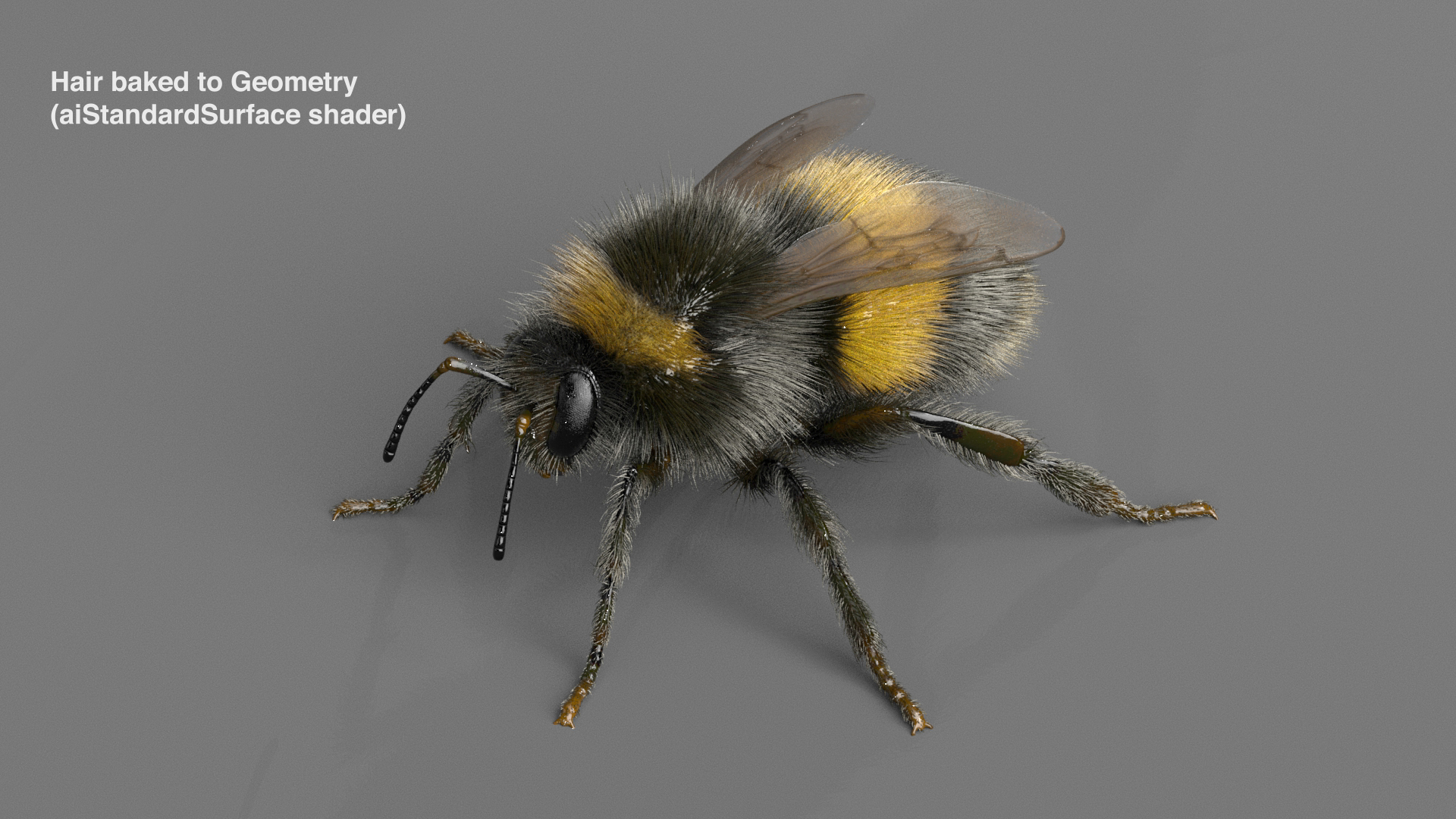 3D Bumblebee White-tailed Animated Model - TurboSquid 1987510