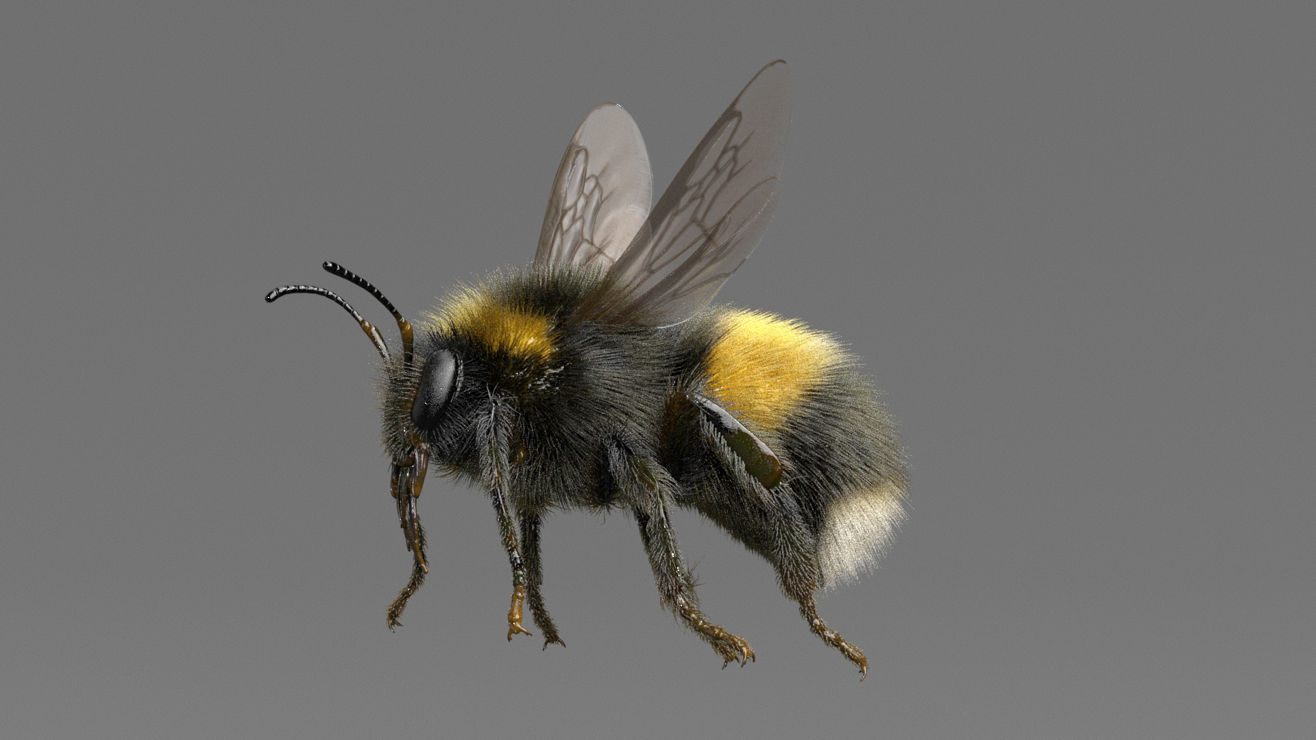3D Bumblebee White-tailed Animated Model - TurboSquid 1987510