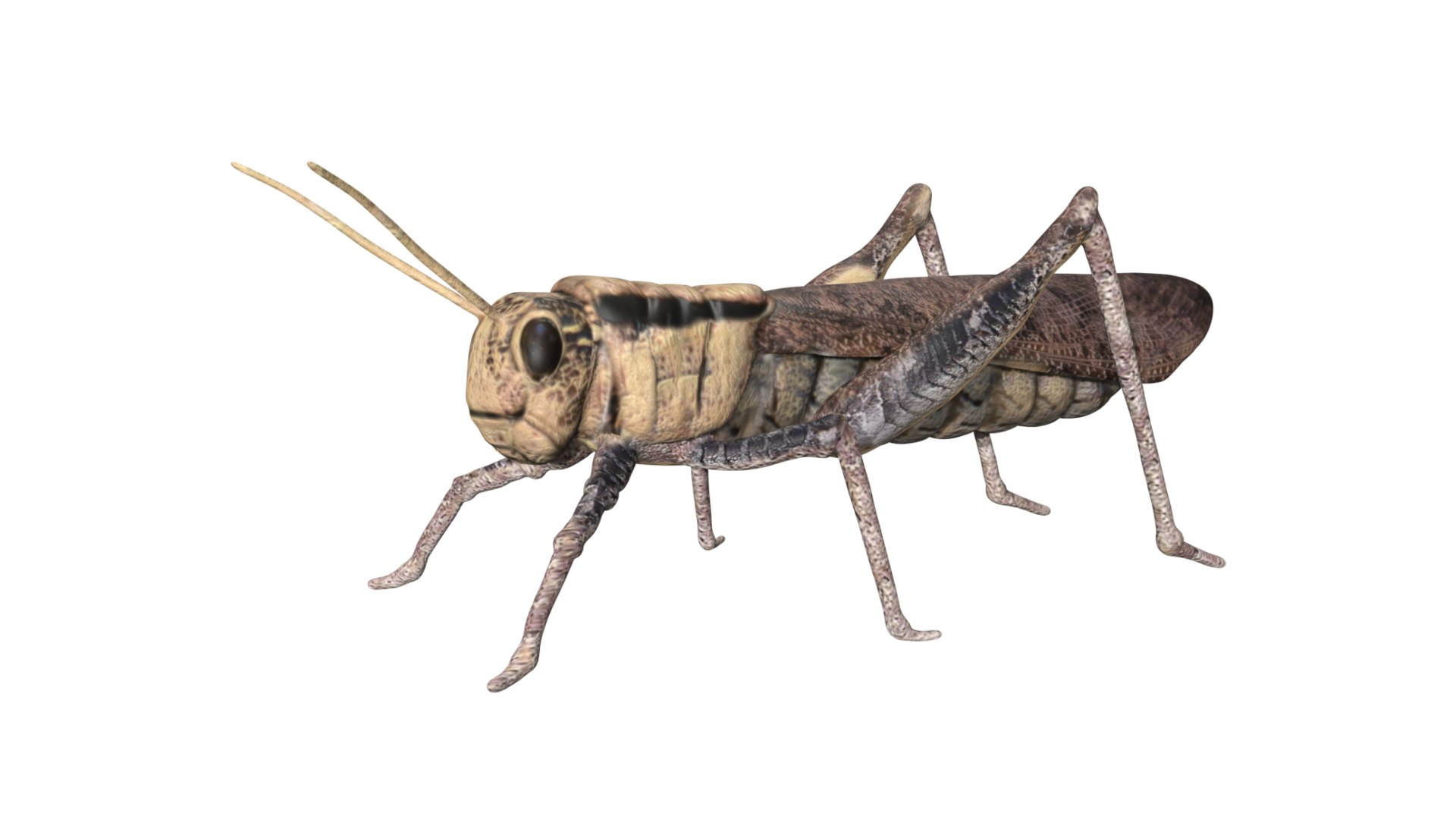 3D Rigged locust model - TurboSquid 1775171