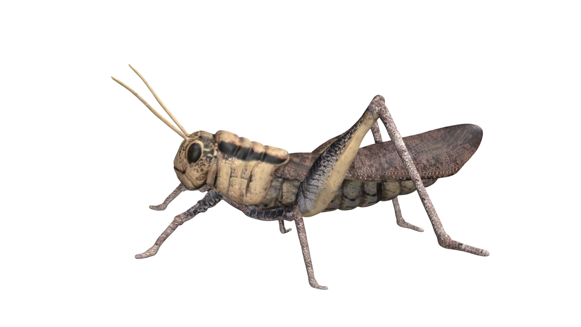 3D Rigged locust model - TurboSquid 1775171