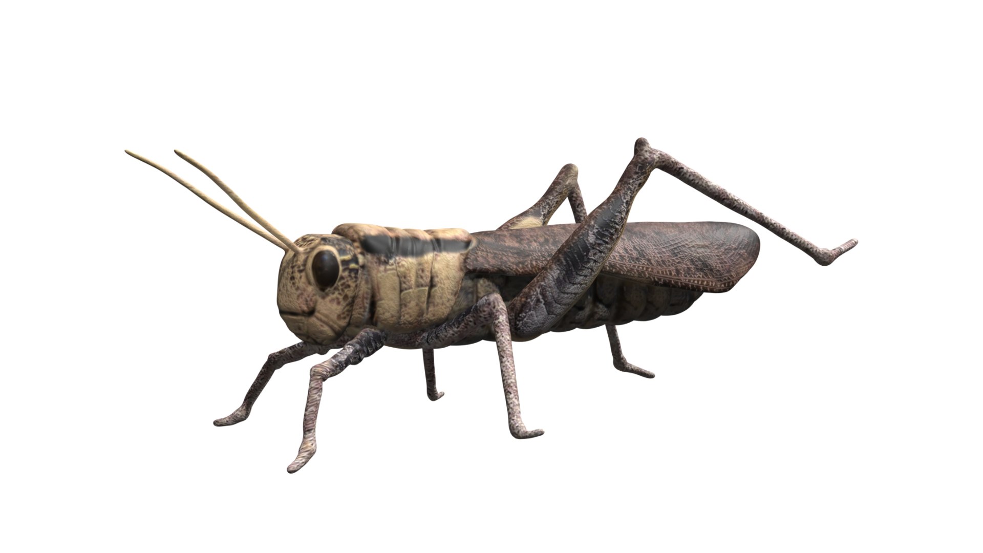 3D Rigged locust model - TurboSquid 1775171