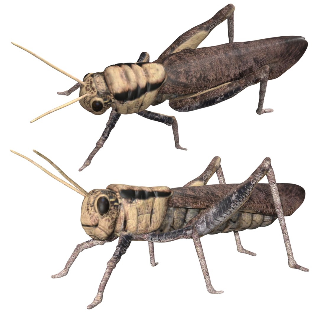 3D Rigged locust model - TurboSquid 1775171