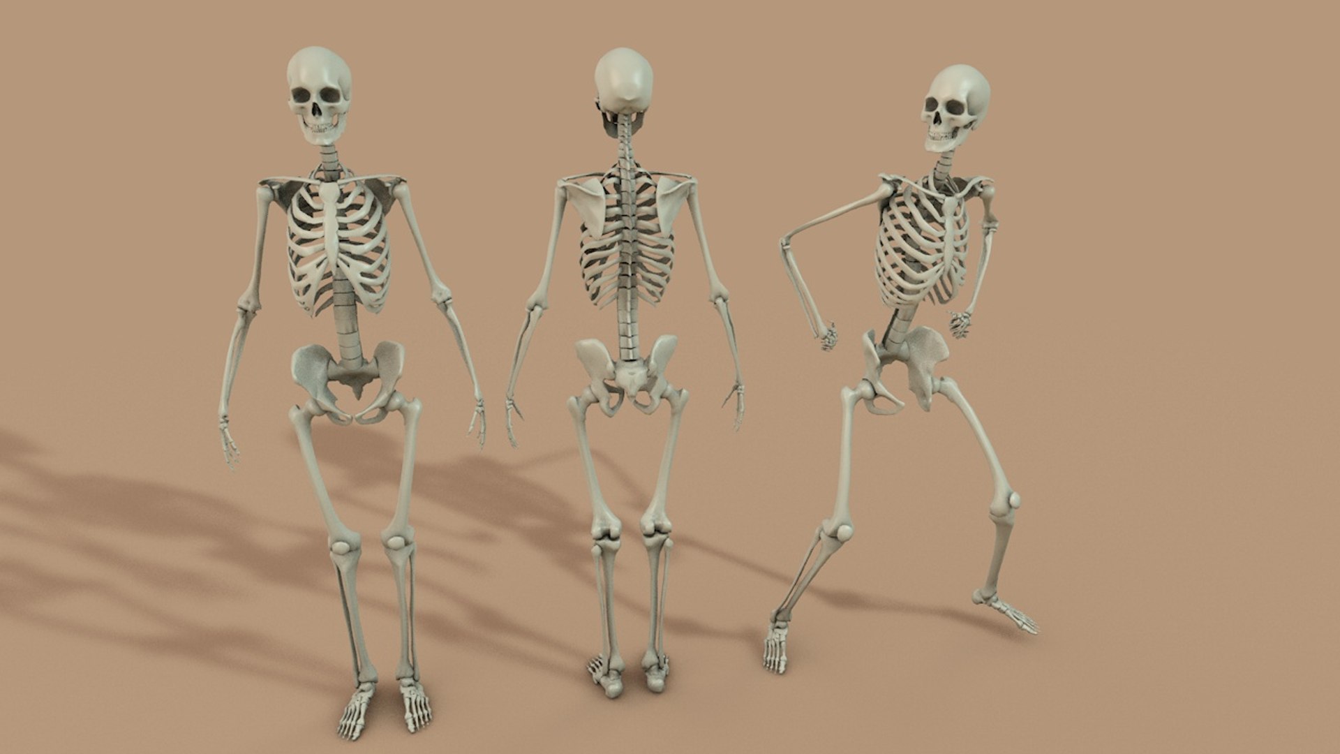 3d Bone Skeleton