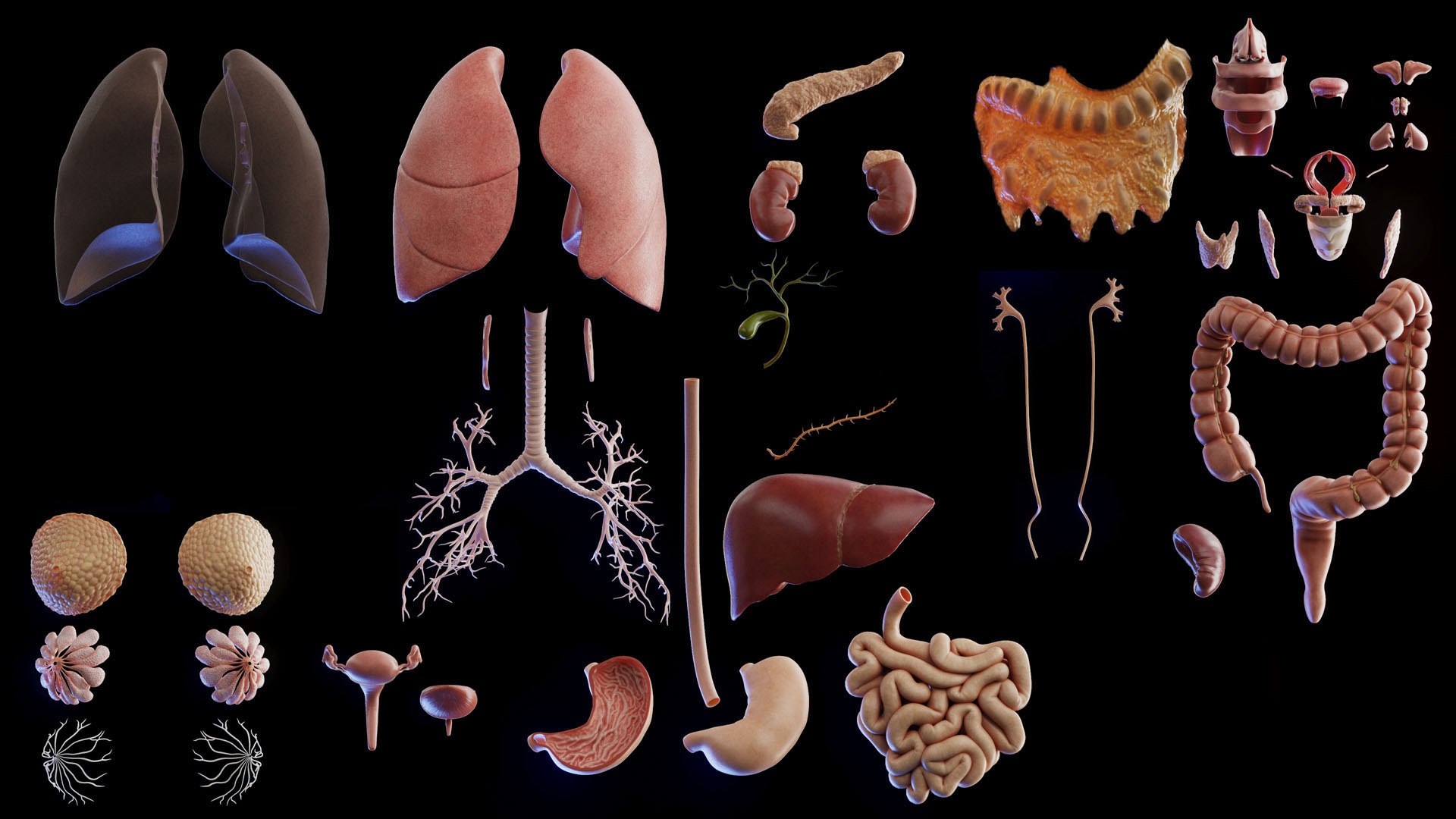 Human Female Organs 3D Model - TurboSquid 2009510