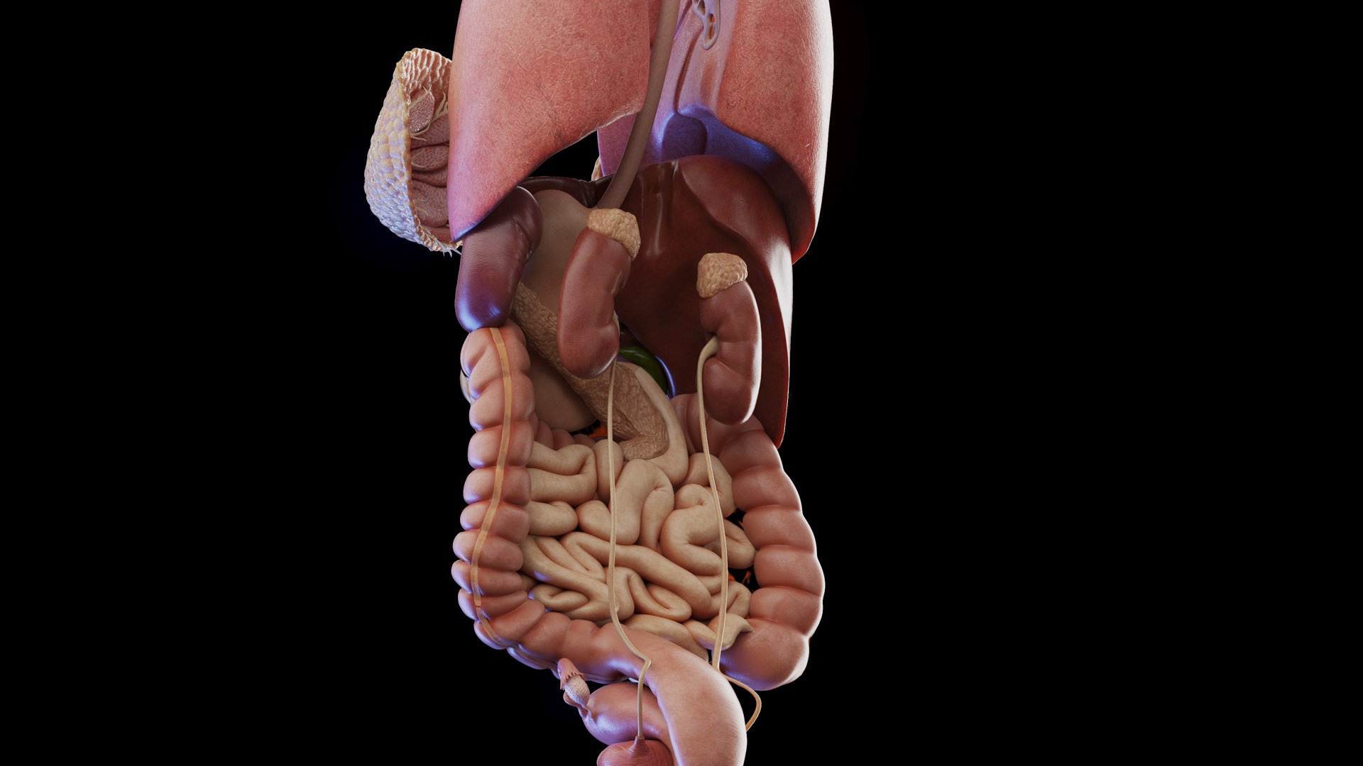 Human Female Organs 3D Model - TurboSquid 2009510