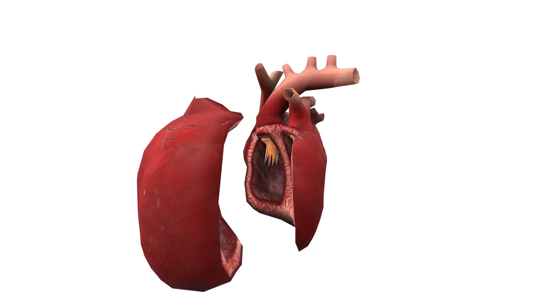 3D Model Oxygen Heart - TurboSquid 1389239
