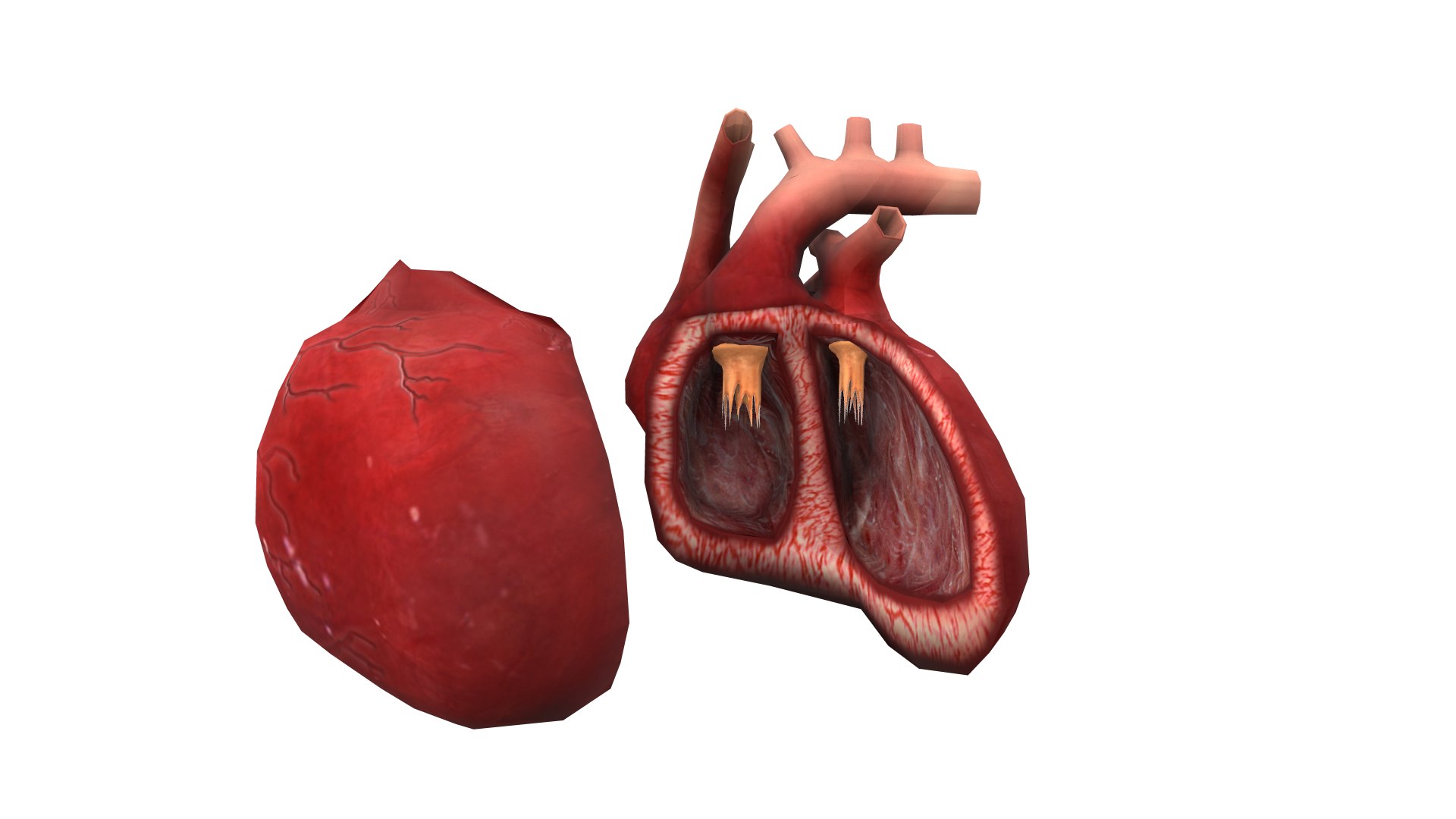 3D Model Oxygen Heart - TurboSquid 1389239
