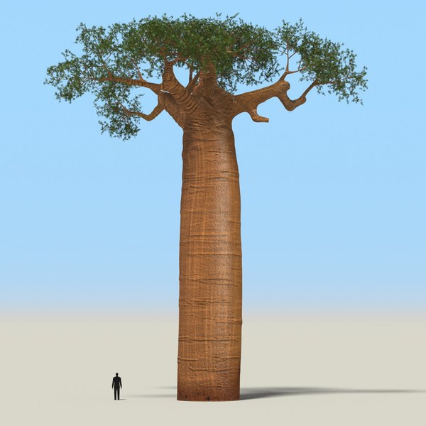 taobab tree leaves 3d model