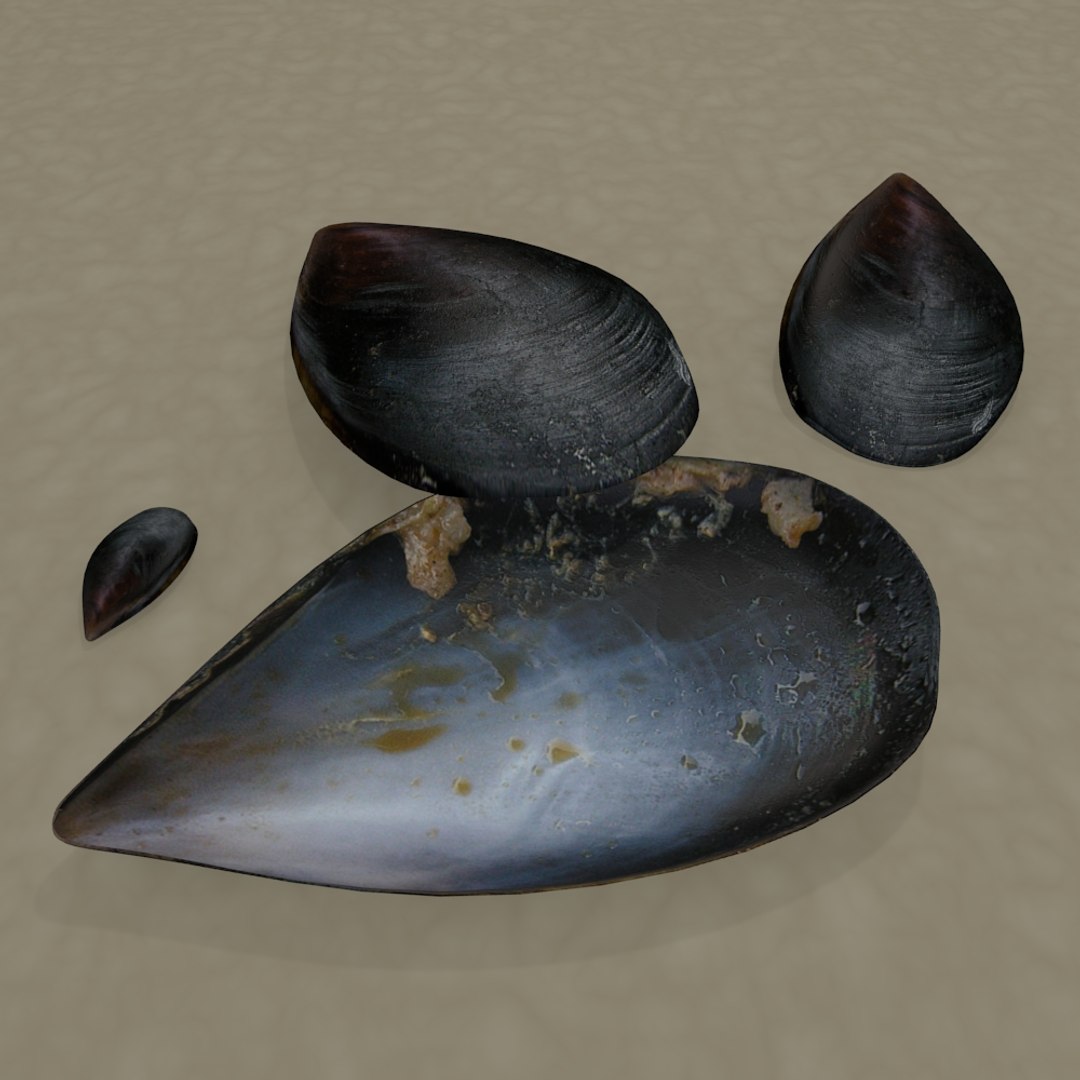 Mussel 3d Blend