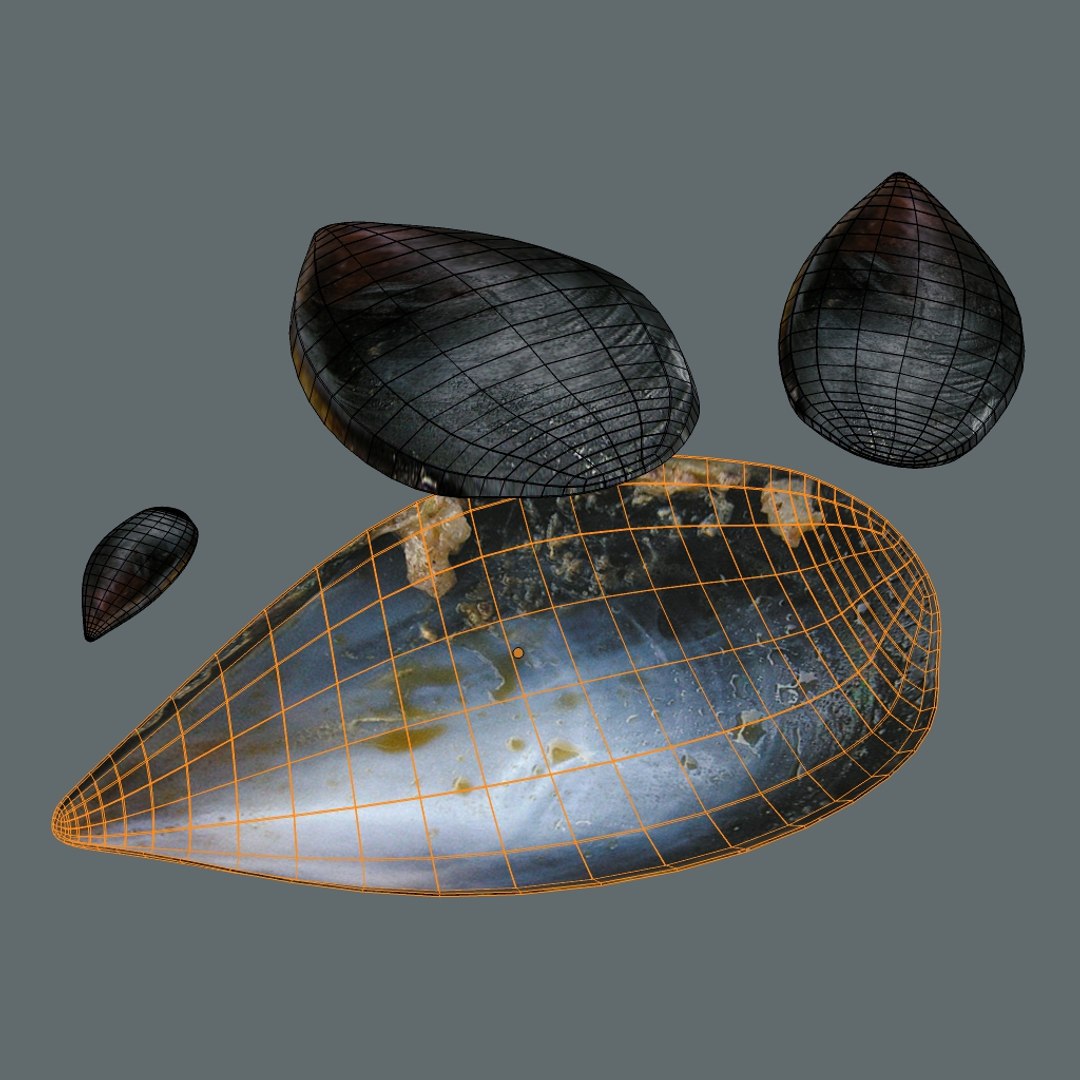 Mussel 3d Blend