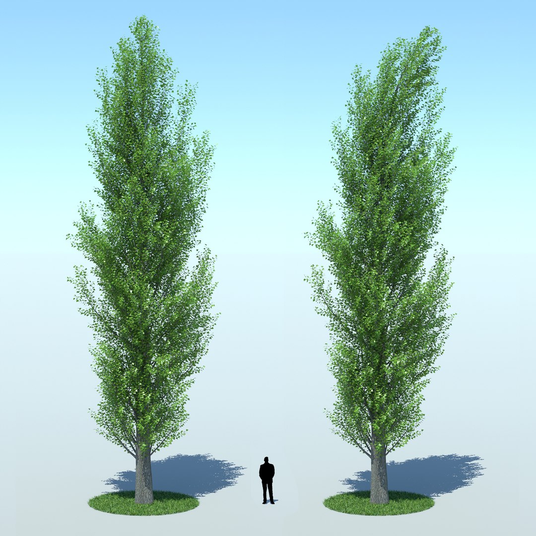 3d Populus Nigra Poplar Tree Model