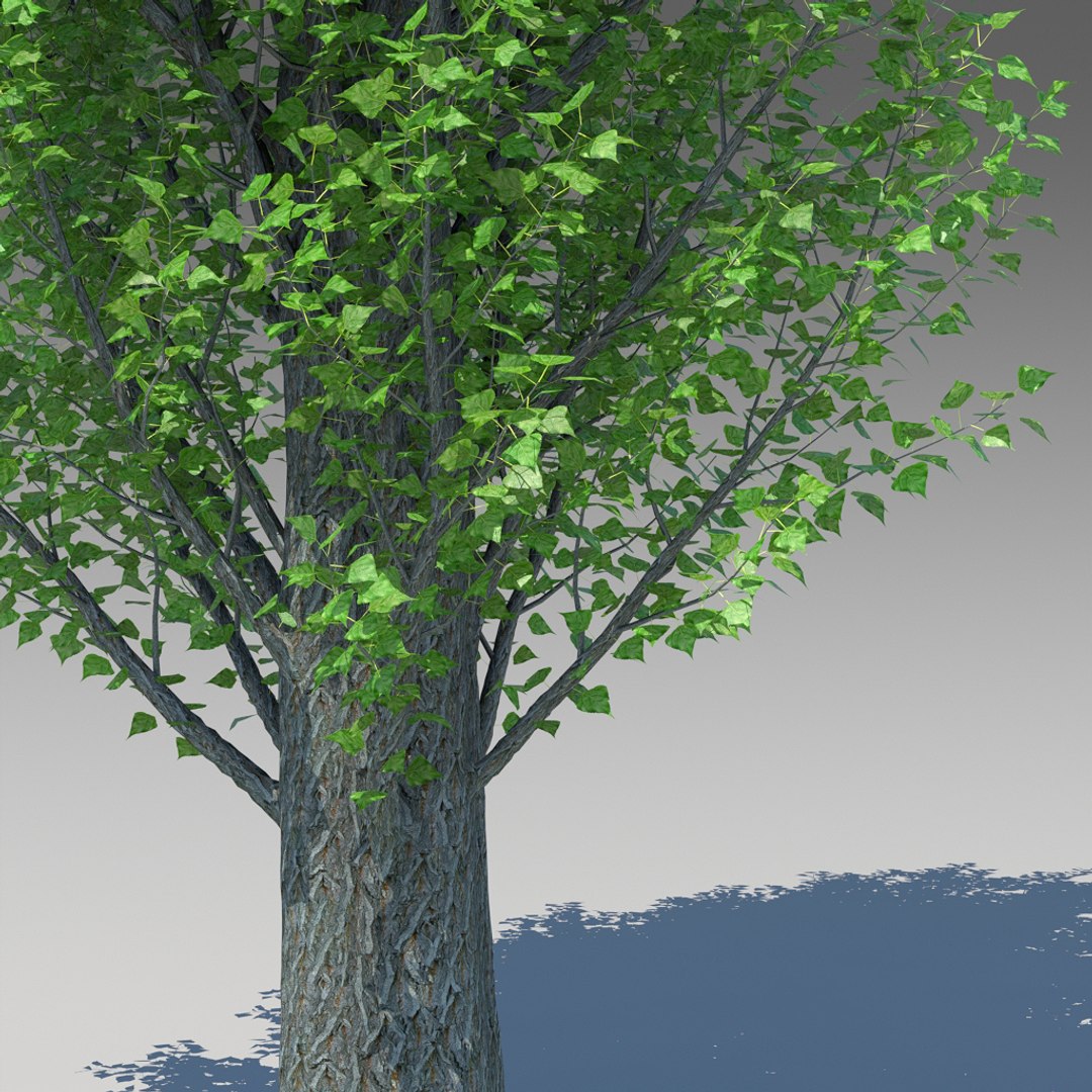 3d Populus Nigra Poplar Tree Model