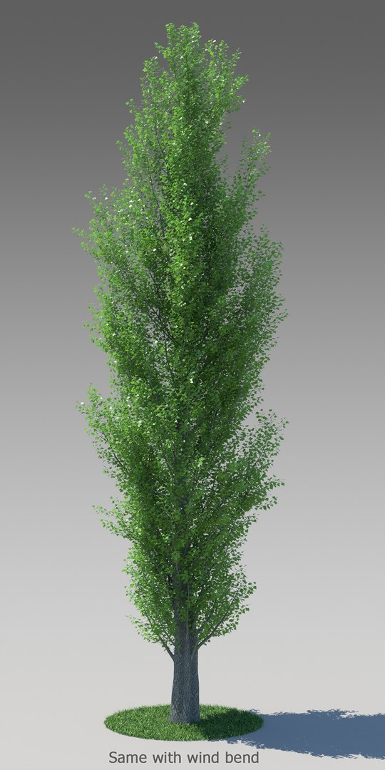 3d Populus Nigra Poplar Tree Model