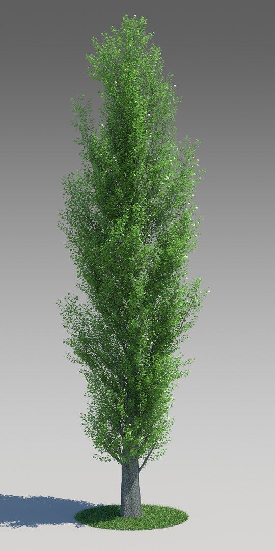 3d Populus Nigra Poplar Tree Model