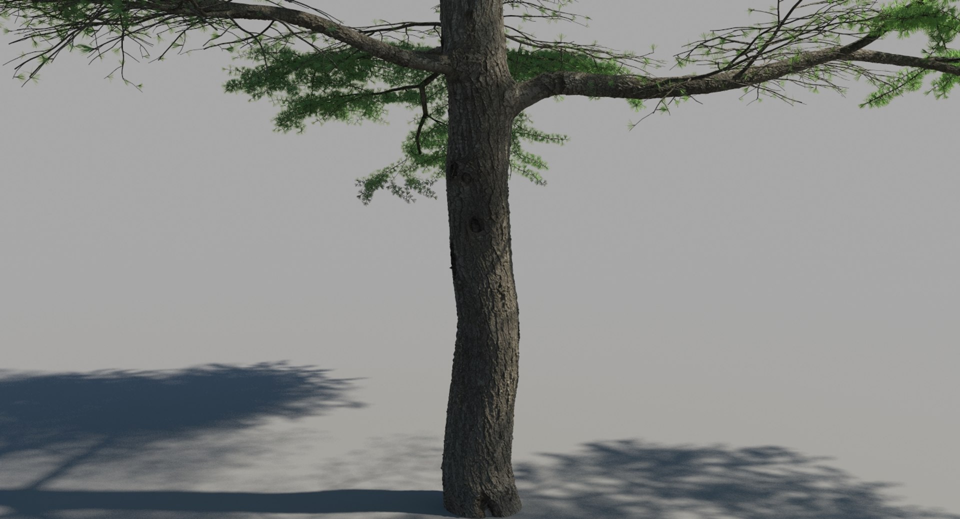 3d Scan Pine Tree