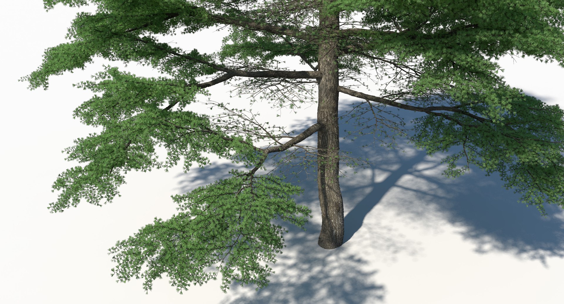3d Scan Pine Tree