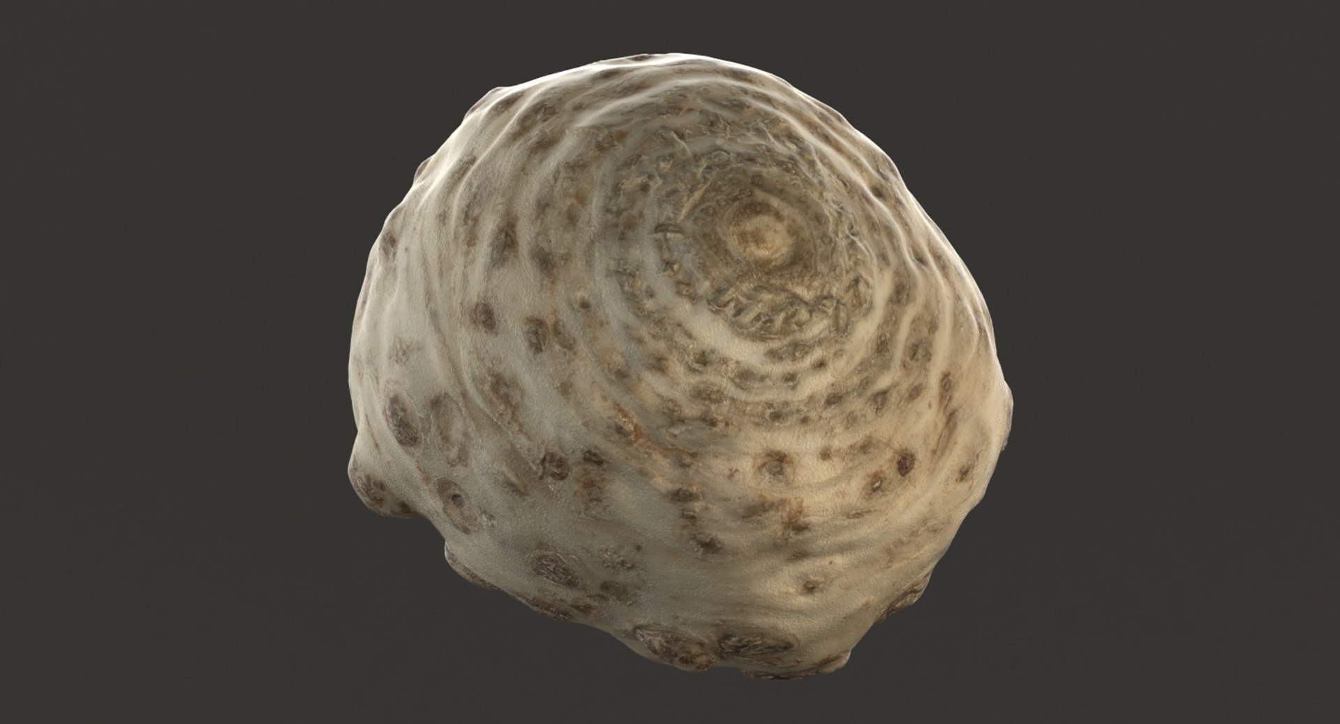 Realistic Celery Root Model - TurboSquid 1198853