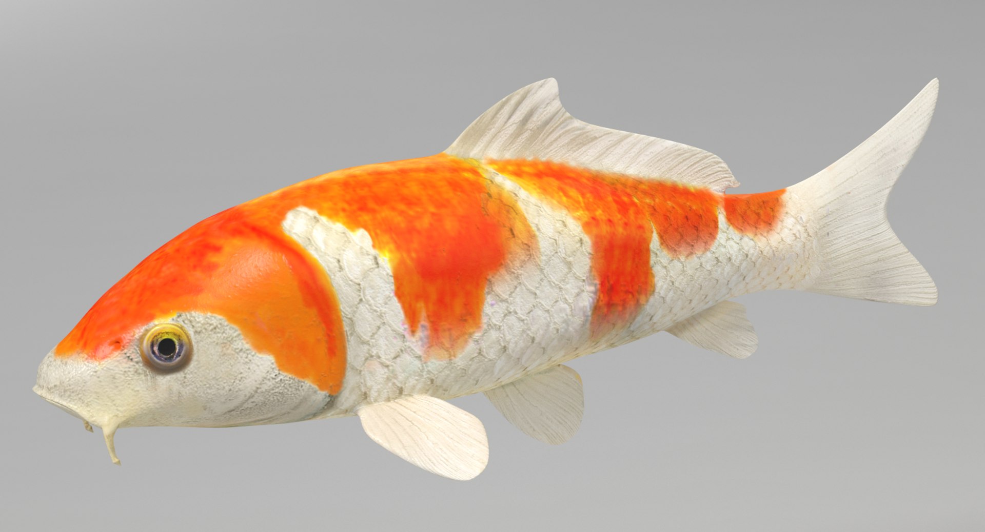 3d Model Koi Fish