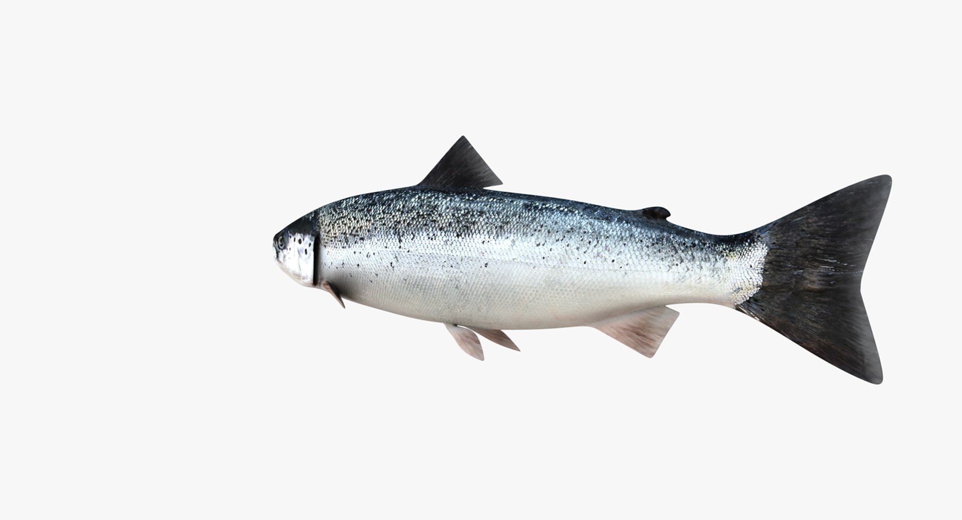 3D Realistic Atlantic Salmon Salmo Model - TurboSquid 1151887