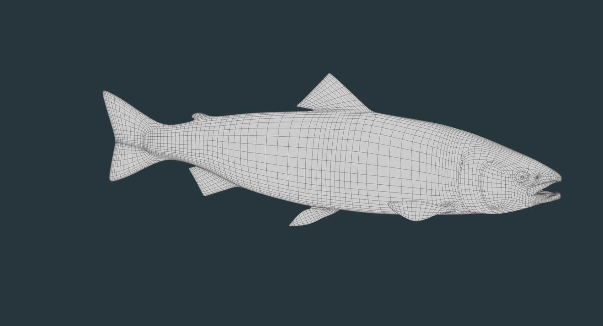 3D Realistic Atlantic Salmon Salmo Model - TurboSquid 1151887