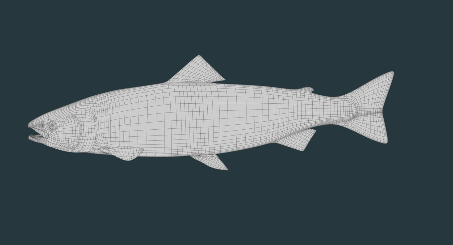 3D Realistic Atlantic Salmon Salmo Model - TurboSquid 1151887