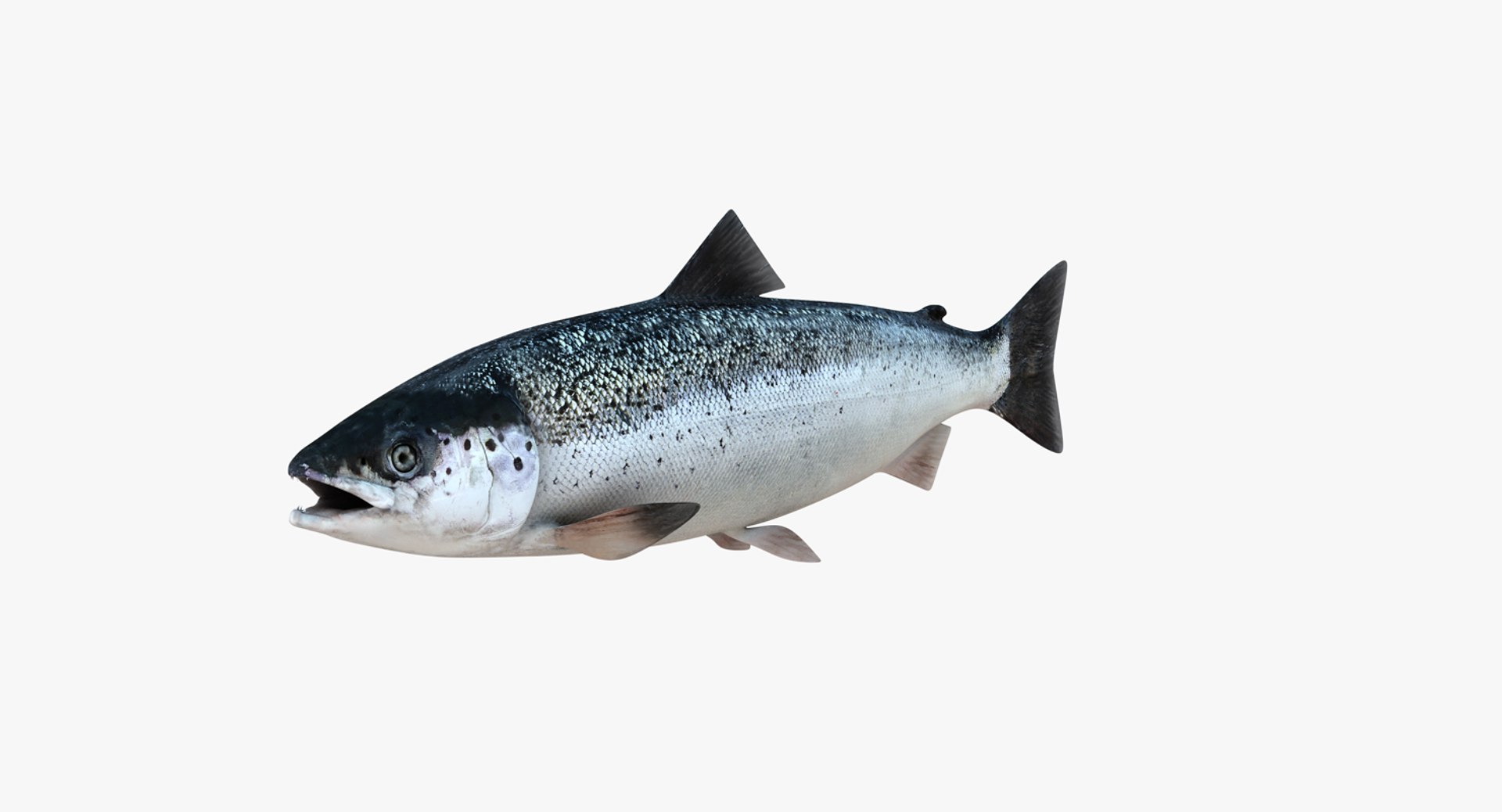 3D Realistic Atlantic Salmon Salmo Model - TurboSquid 1151887