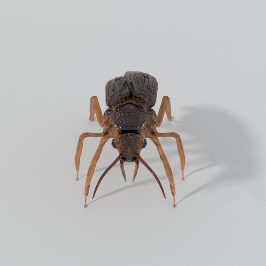Roach Cockroach 3D Model - TurboSquid 1318753
