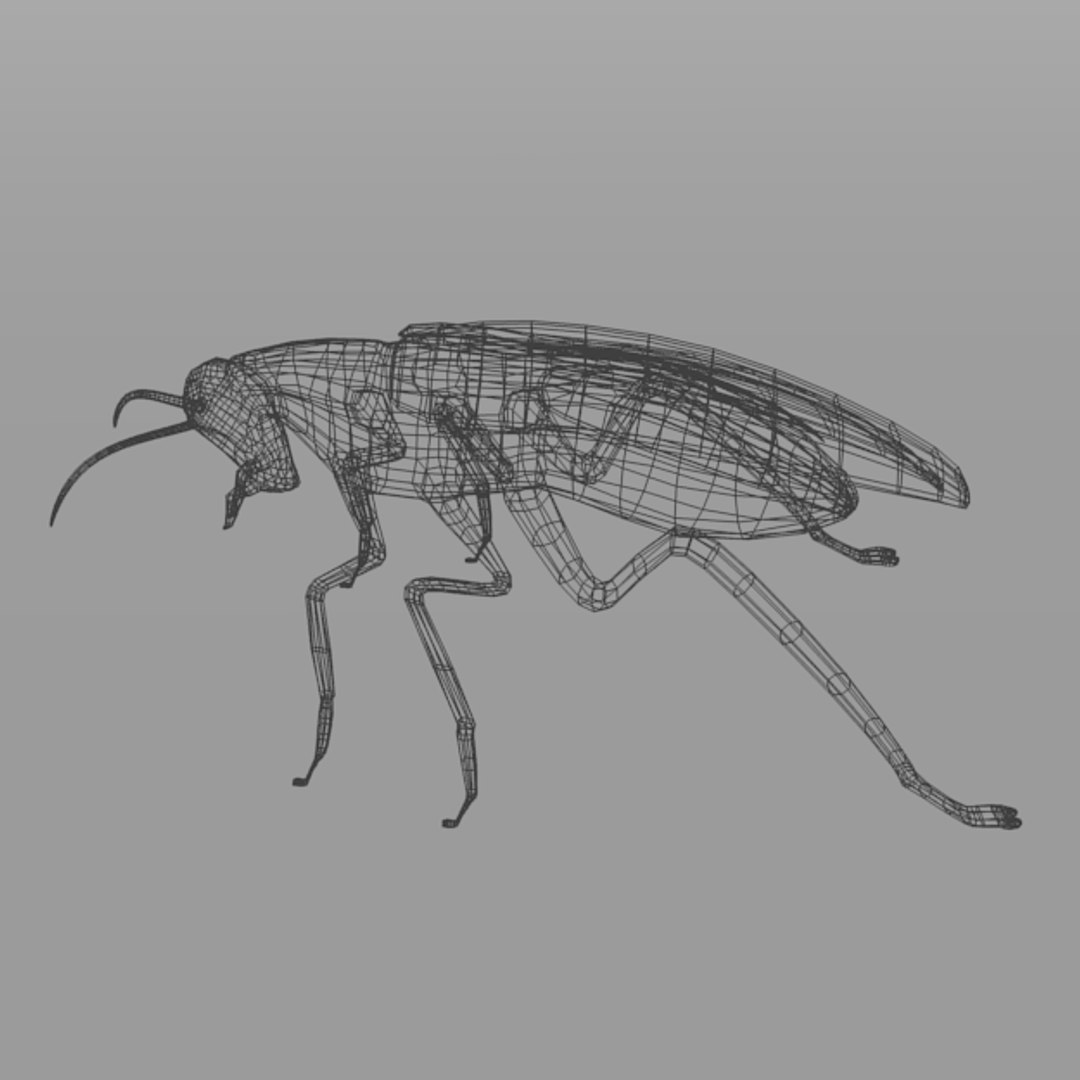 Roach Cockroach 3D Model - TurboSquid 1318753