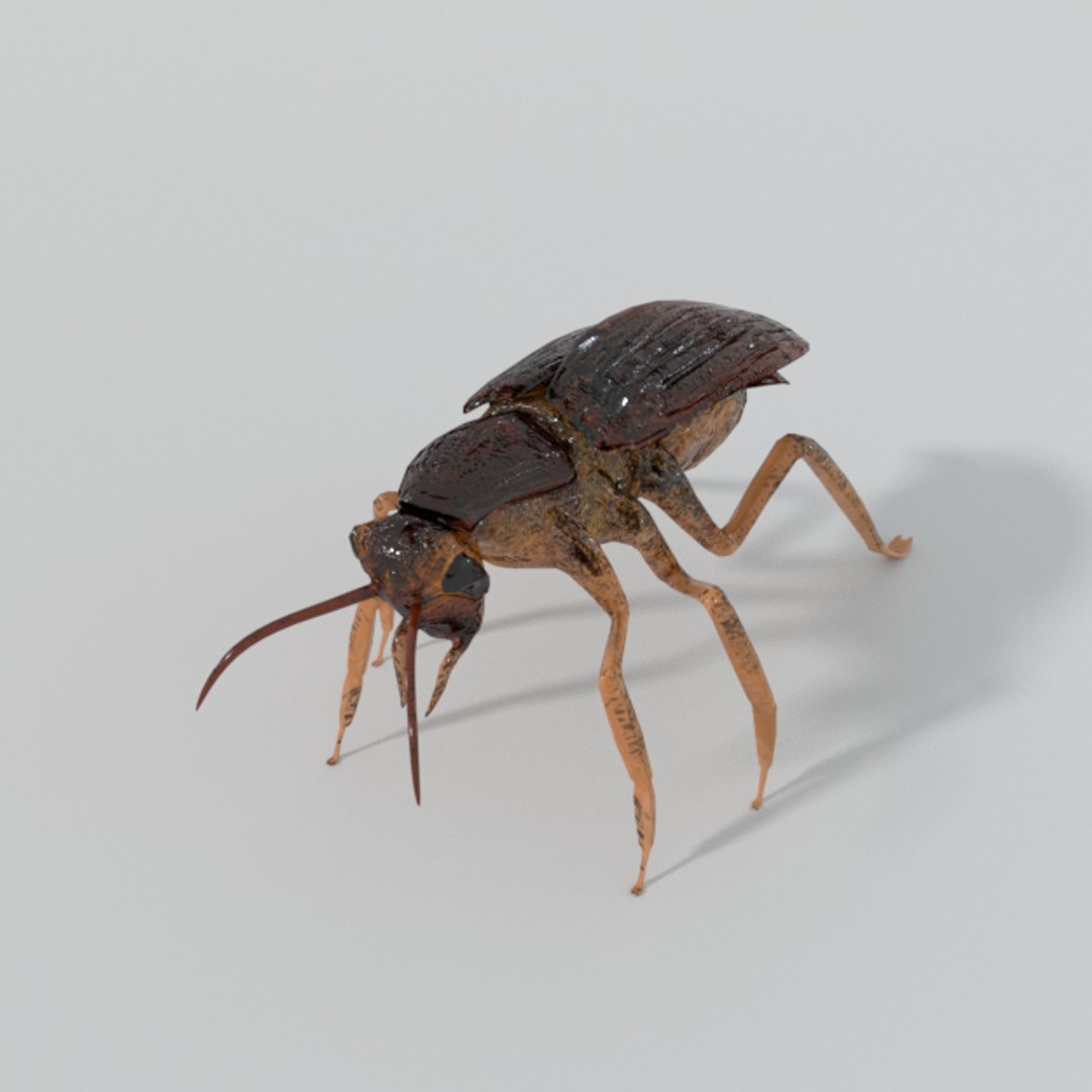 Roach Cockroach 3D Model - TurboSquid 1318753