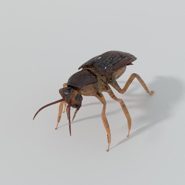 Cockroach Blender Models for Download | TurboSquid