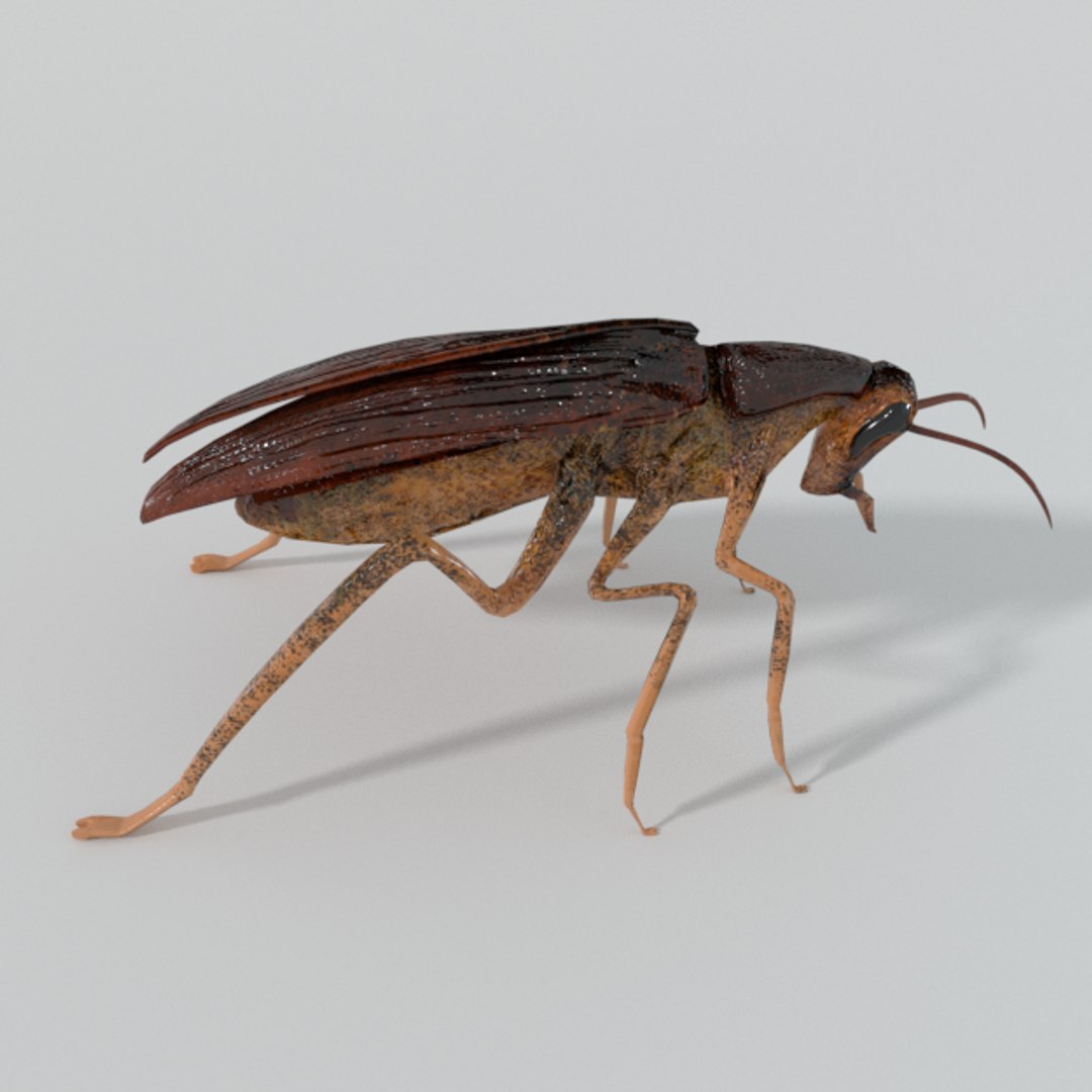 Roach Cockroach 3D Model - TurboSquid 1318753