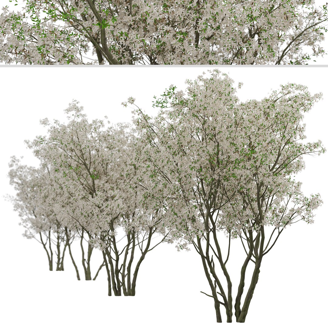 3D Set Of Amelanchier Lamarckii Or Juneberry Trees -2 Trees ...