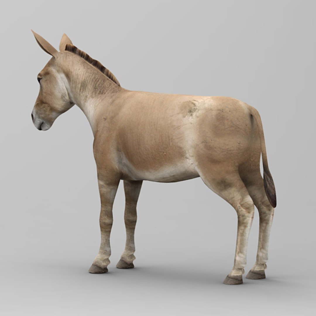donkey 3d model