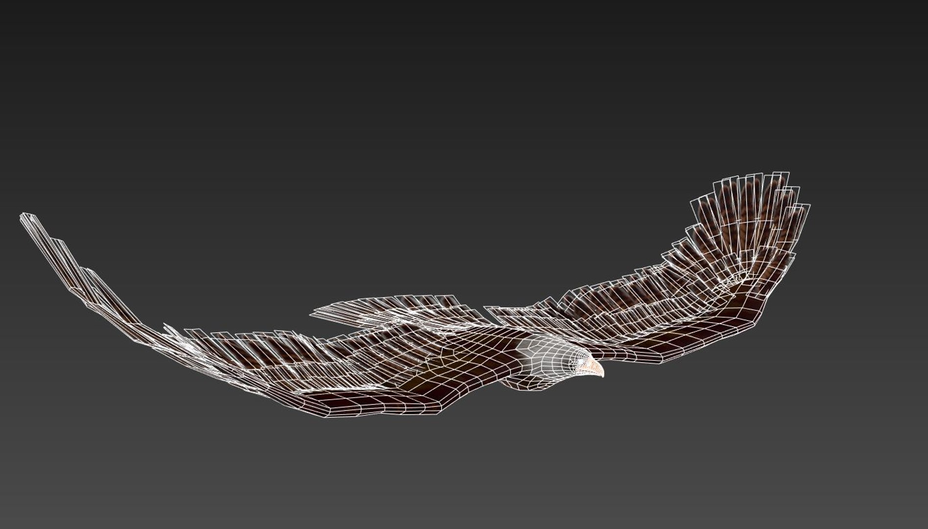 3D rigged eagle model - TurboSquid 1380376
