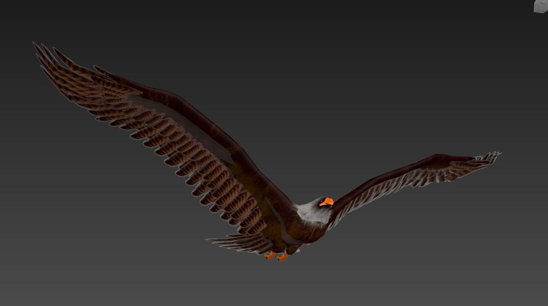 3D rigged eagle model - TurboSquid 1380376