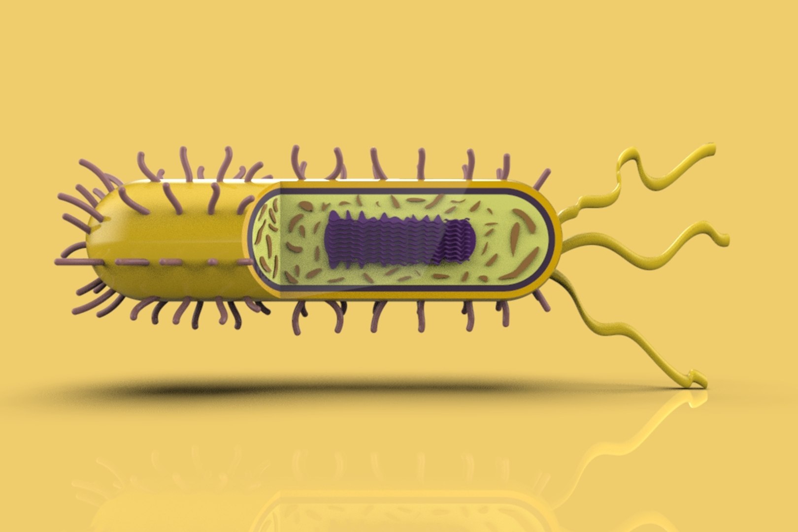 3D Model Bacteria Biological Cell - TurboSquid 1440376