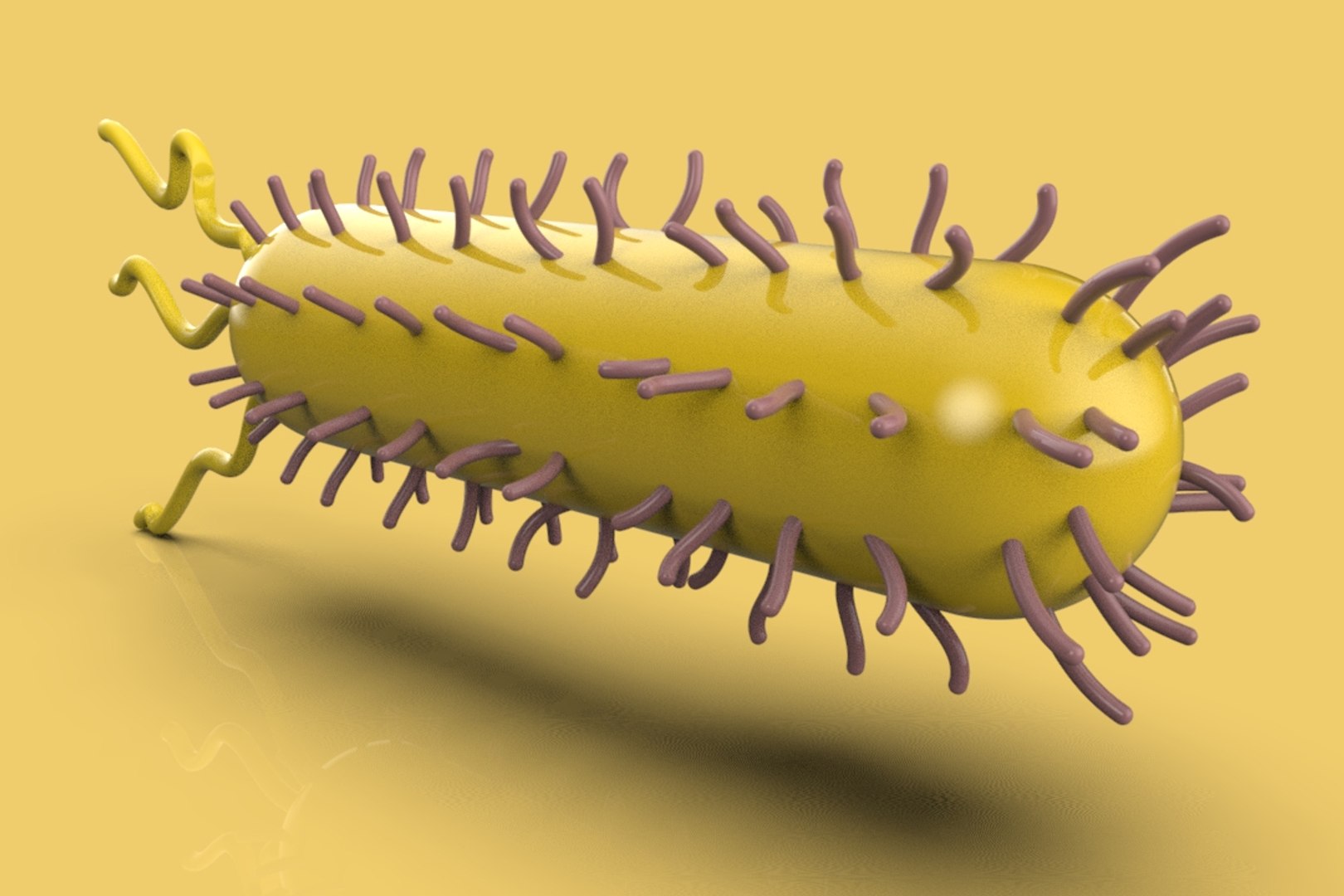 3D Model Bacteria Biological Cell - TurboSquid 1440376