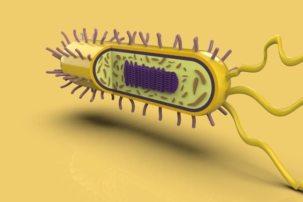 3D model bacteria biological cell - TurboSquid 1440376