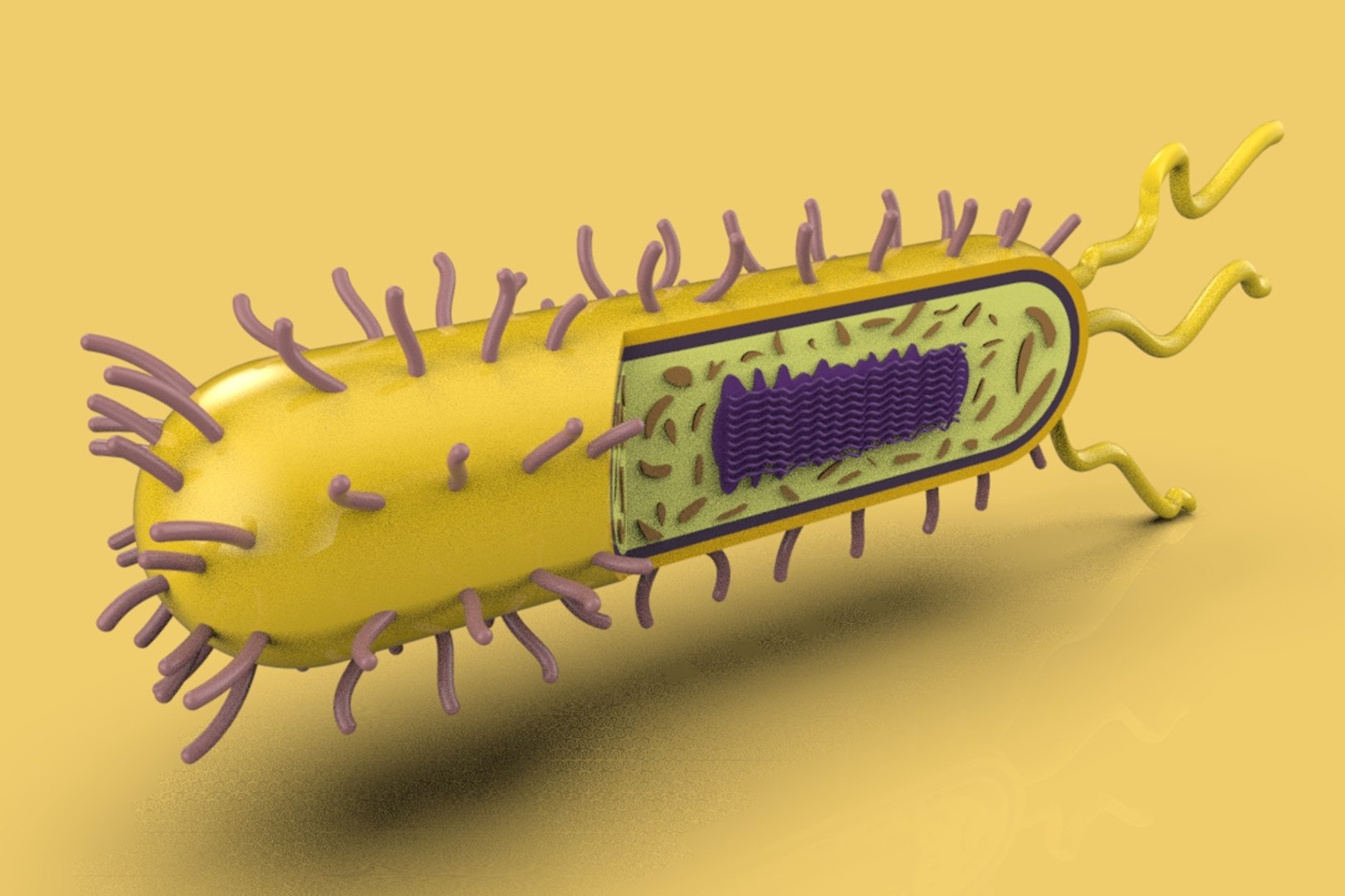 3D Model Bacteria Biological Cell - TurboSquid 1440376