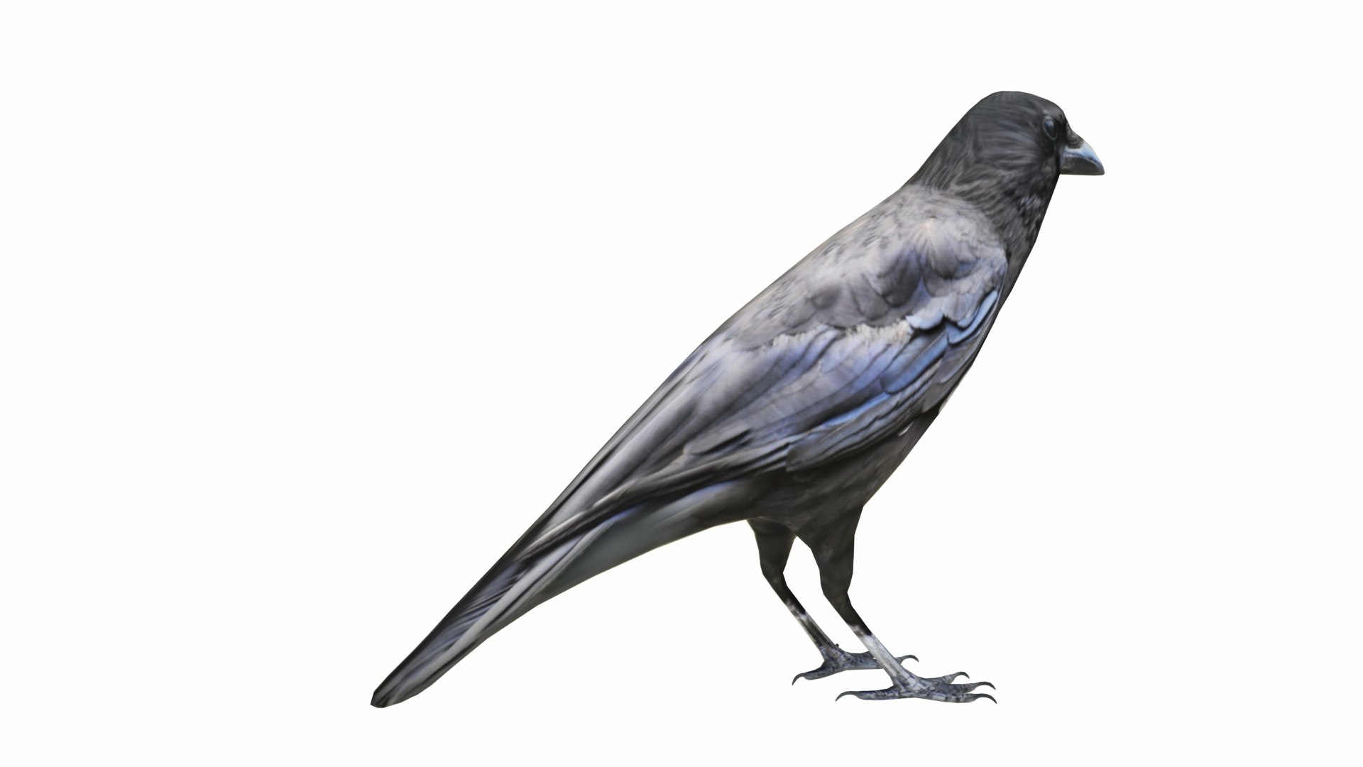 Crow 3D Model - TurboSquid 2329550