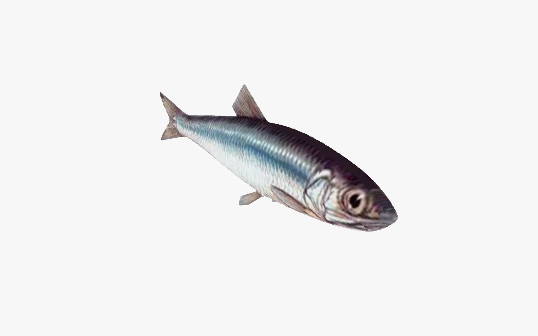3D Model Fish Anchovy - TurboSquid 1279234