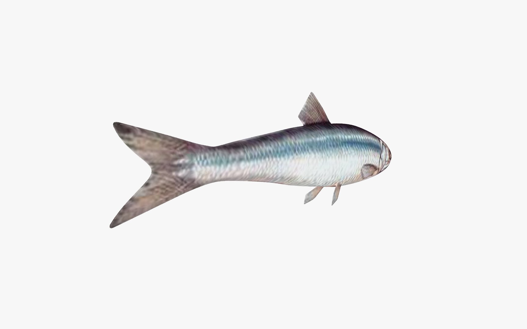 3D Model Fish Anchovy - TurboSquid 1279234