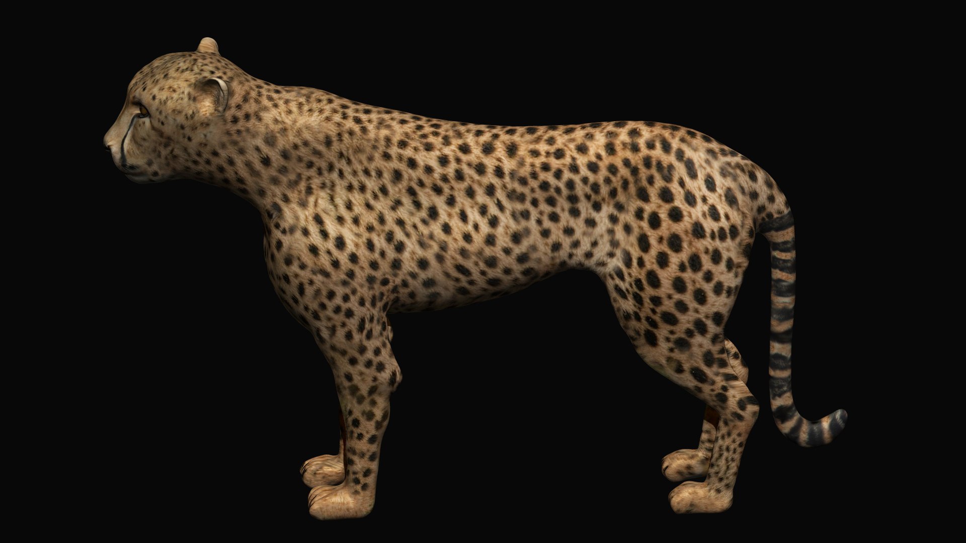 Fully Rigged Cheetah 3D Model - TurboSquid 1706637