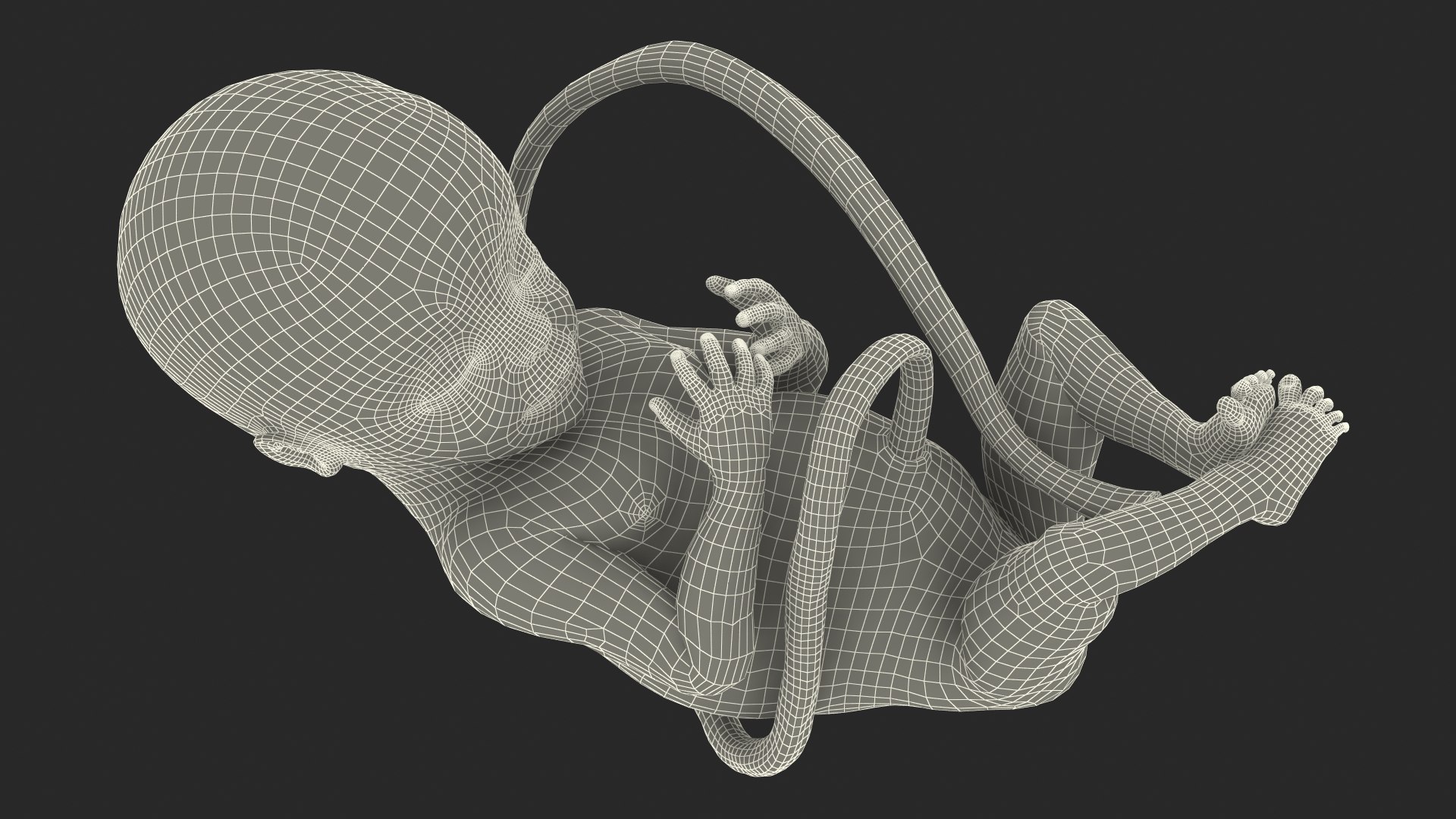 Human Fetus 20 Weeks 3D Model - TurboSquid 1657916