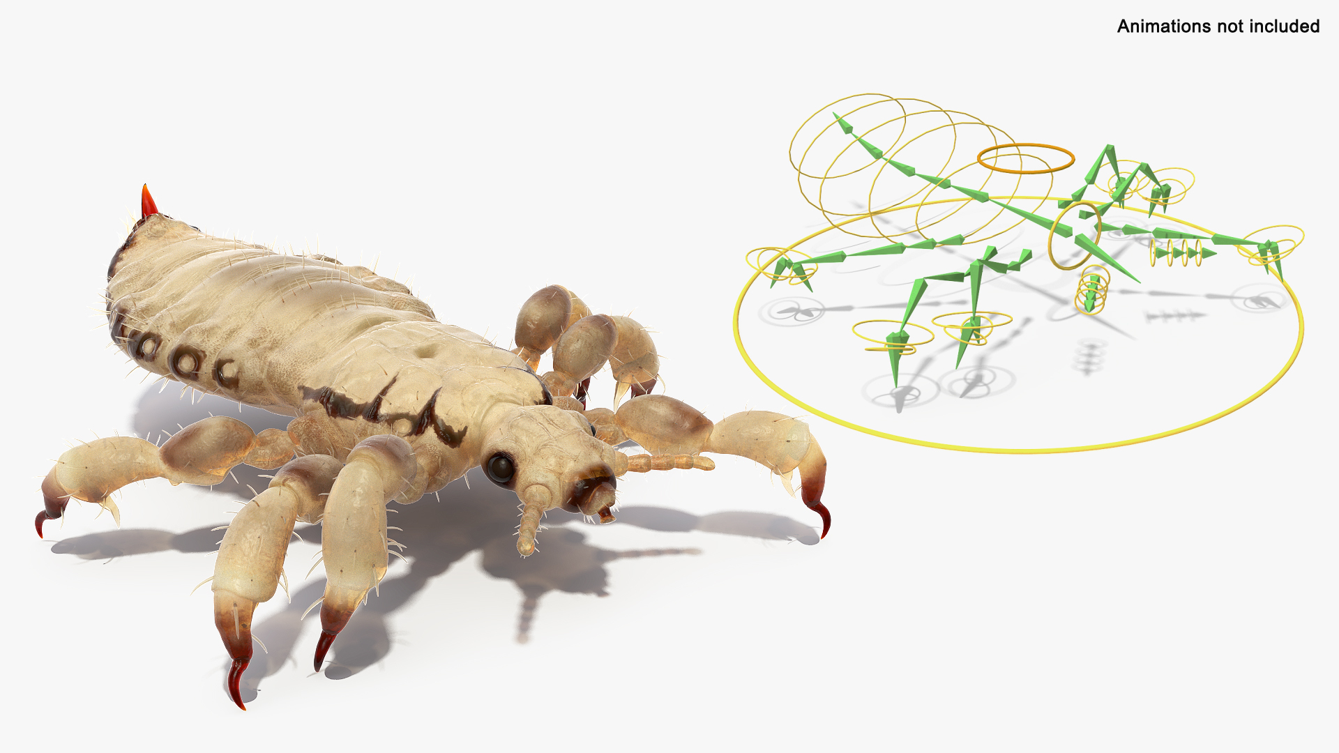 Phthiraptera White Rigged 3D Model - TurboSquid 2284269