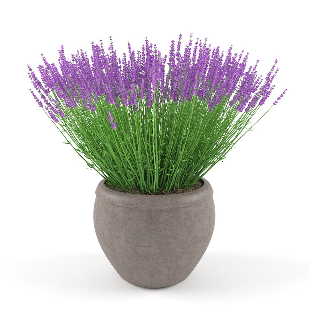 Max Lavender