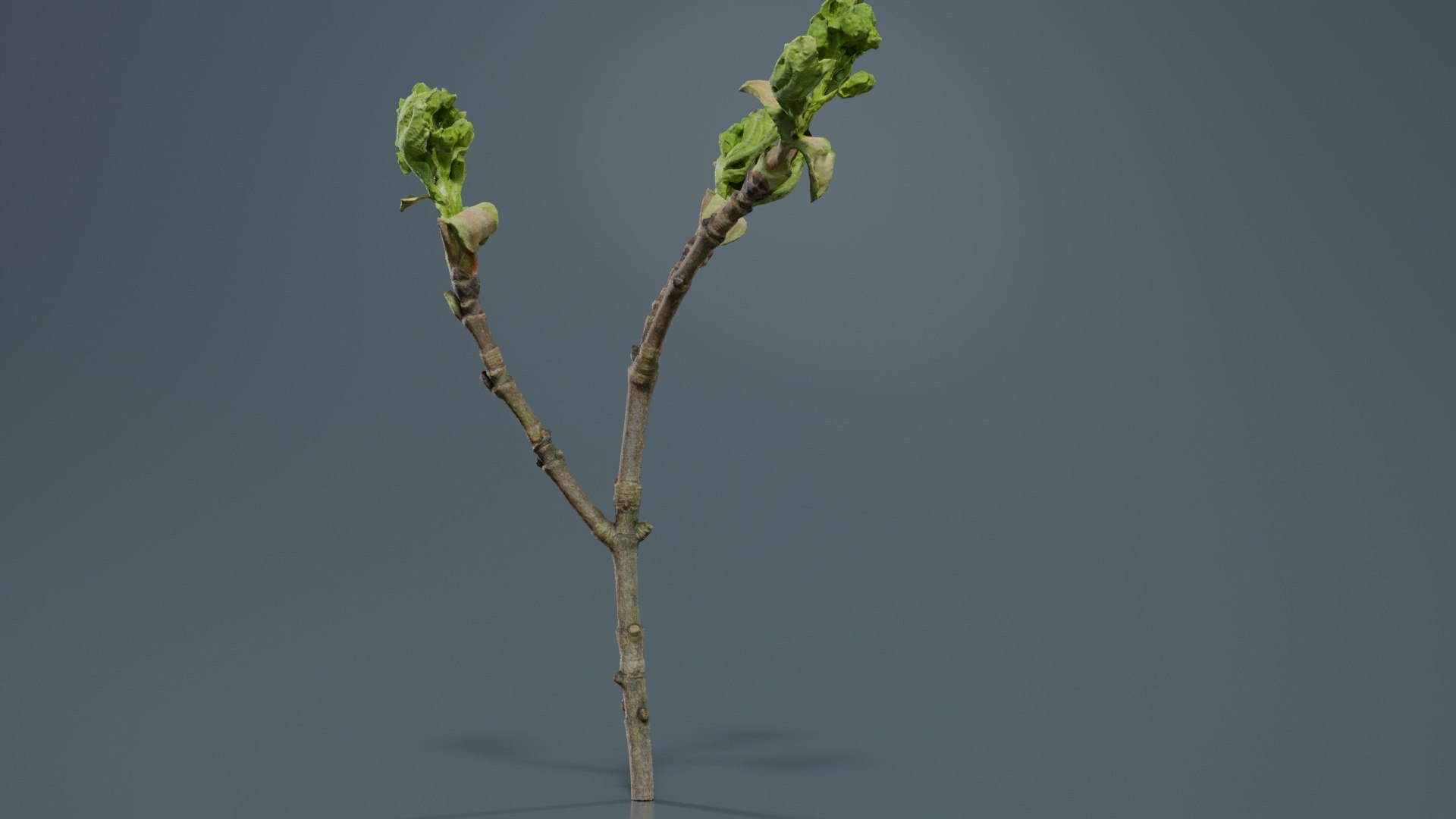 Juglans Regia Black Walnut Juglandaceae Sprout Remastered Model ...