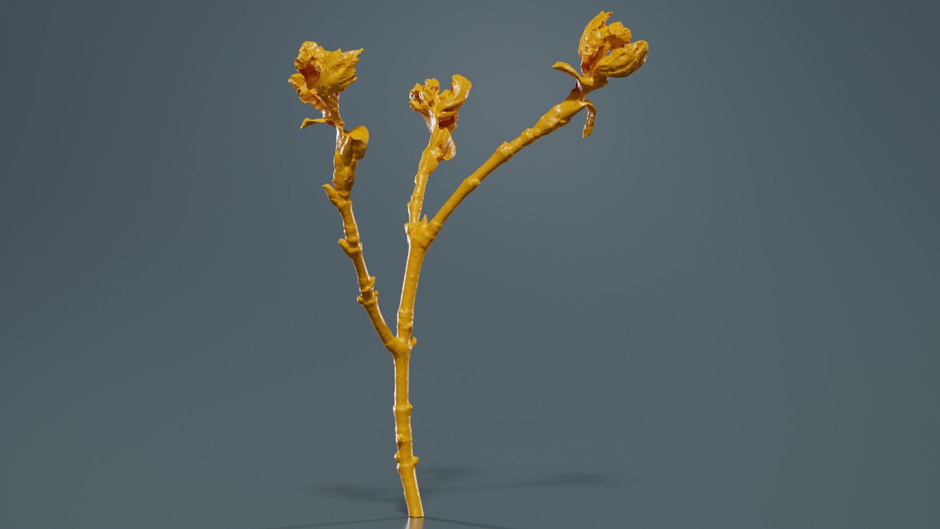 Juglans Regia Black Walnut Juglandaceae Sprout Remastered Model ...